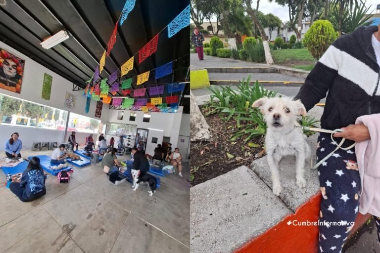 Programa CEVMAR de Toluca marca un hito en esterilización animal ...